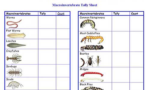Benthic Invertebrates Gone Wild! | Quality Digest
