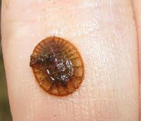Benthic Invertebrates Gone Wild! | Quality Digest