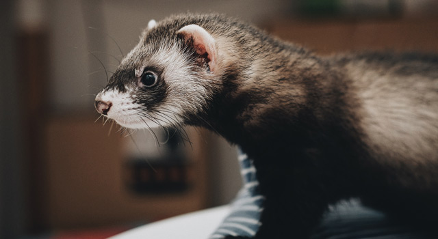 Rabid Ferrets in the Corner... Give Them an Out | Quality Digest